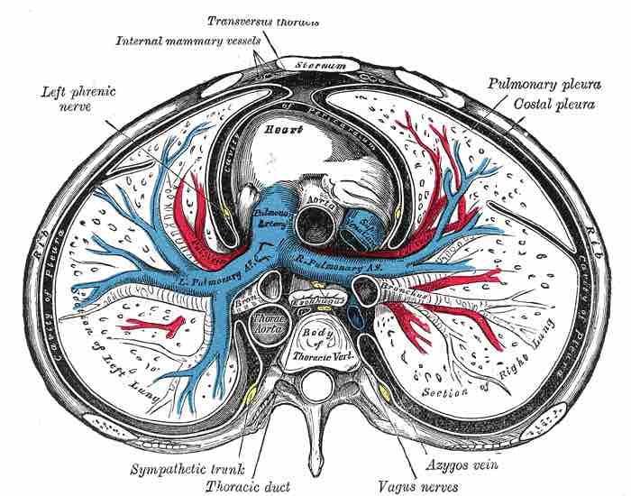 Image: Interior of the thoracic cavity